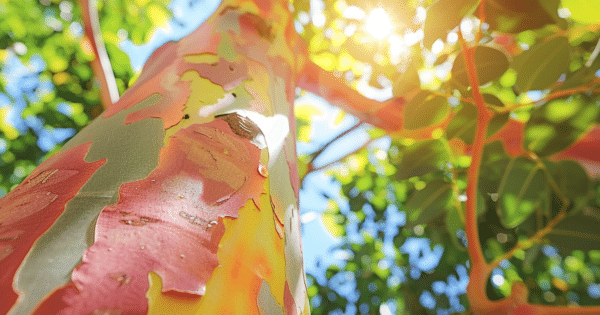 Eucalyptus arc-en-ciel : cultivez l'arbre multicolore dans votre jardin ...
