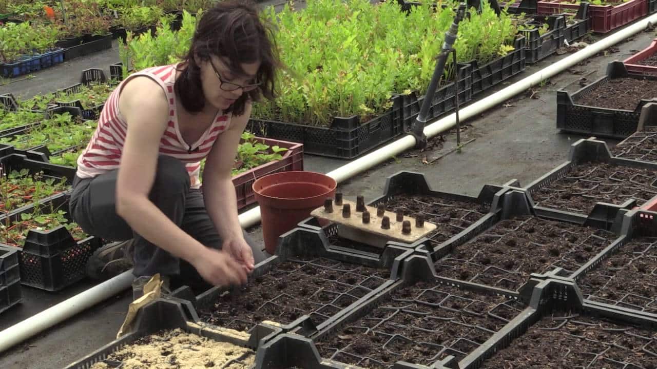 Quel type de godet pour semis choisir ? - Spot Jardin